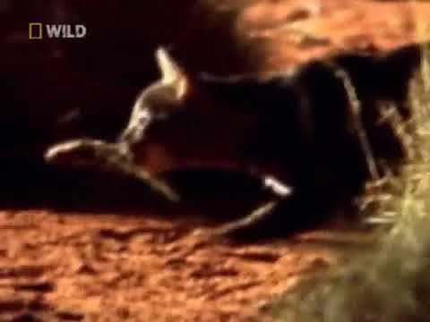 Кошка ловит грызуна.