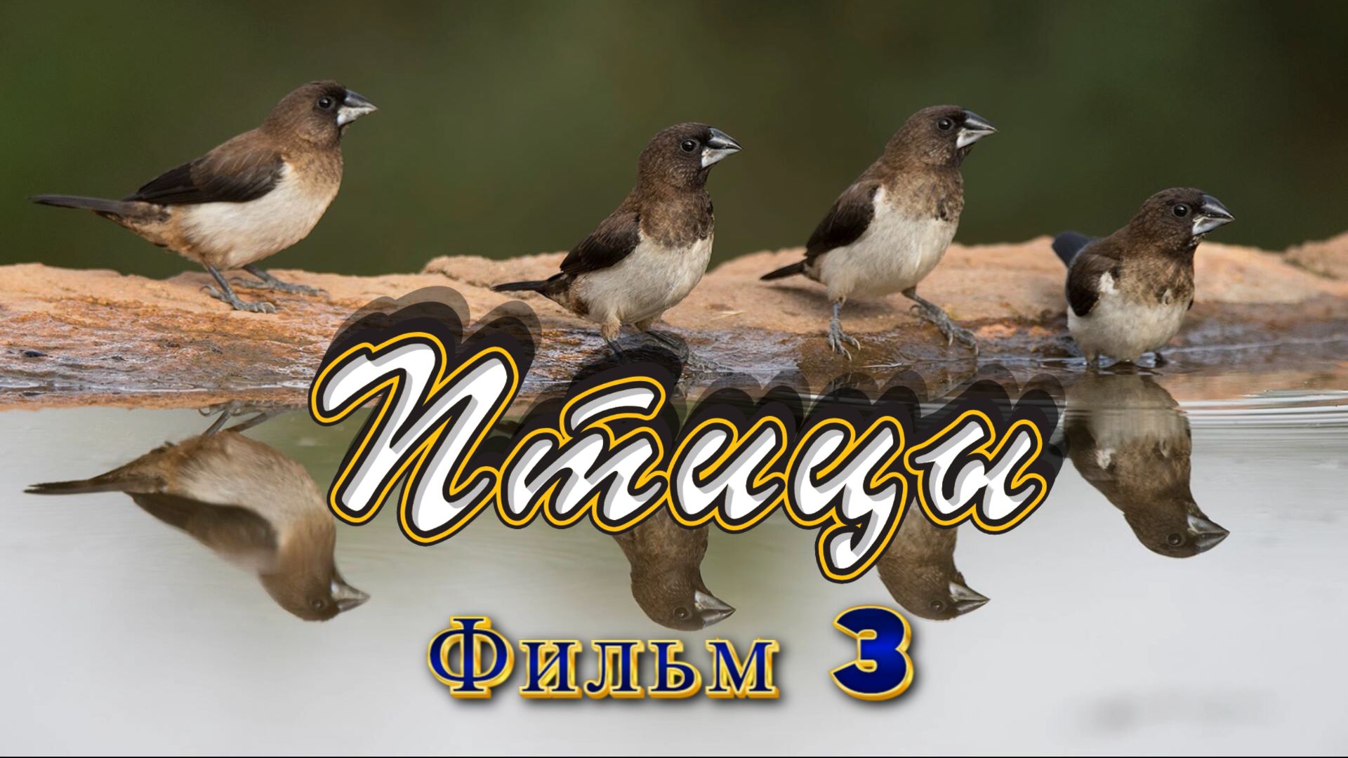 Птицы. Фильм 3