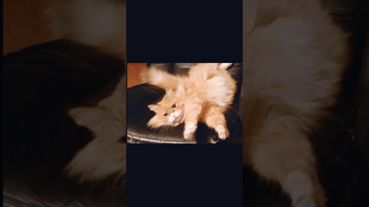 Что за лев этот тигр #персик #кот #животные #animals