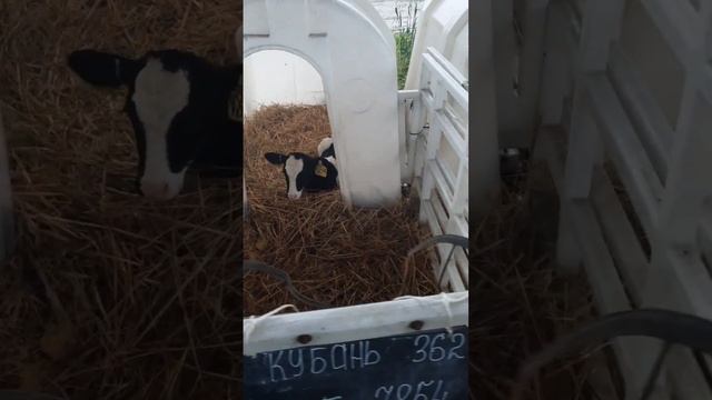 Тихий час по расписанию)