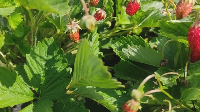 Земляника на даче. Ремонтантная земляника из семян.