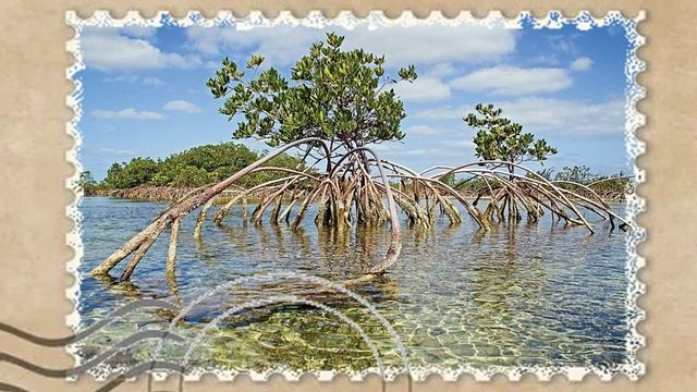 Выпуск №8 «Волшебство семян»