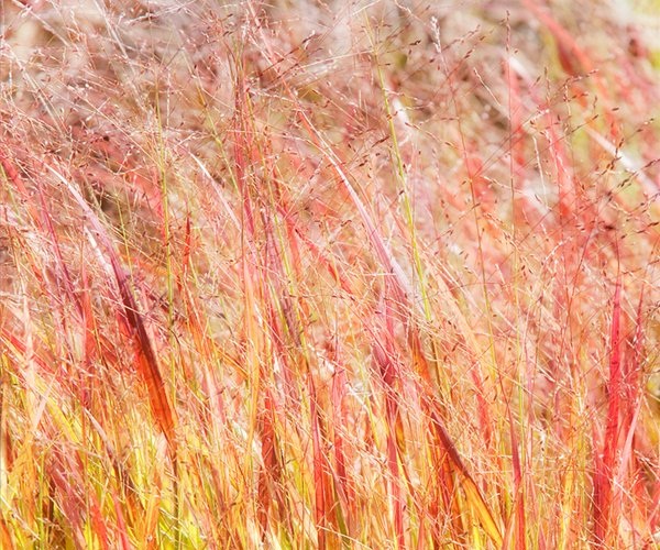 Ольга Сергеева "А мы просо сеяли..."