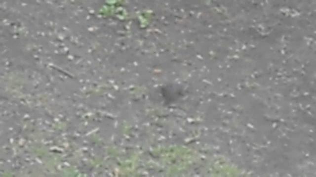 Голубь ходит по голой земле 3545456 DSCN5271