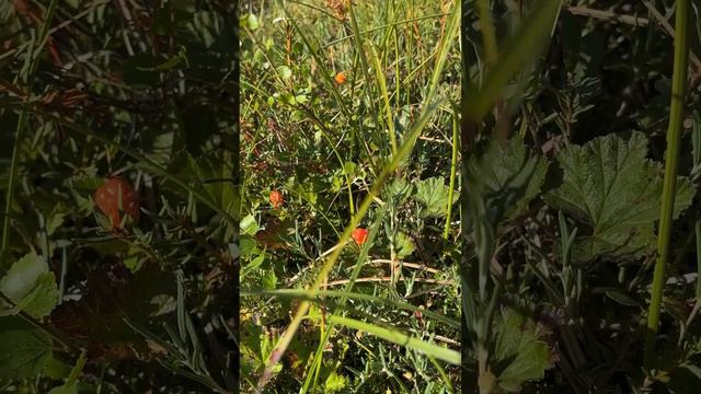 Дары Севера. Сбор морошки. июль 2024