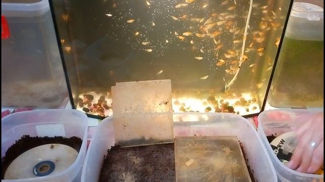 Гриндальский червь: как правильно кормить малька и взрослых рыбок