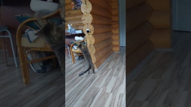 Сам себя развлекает