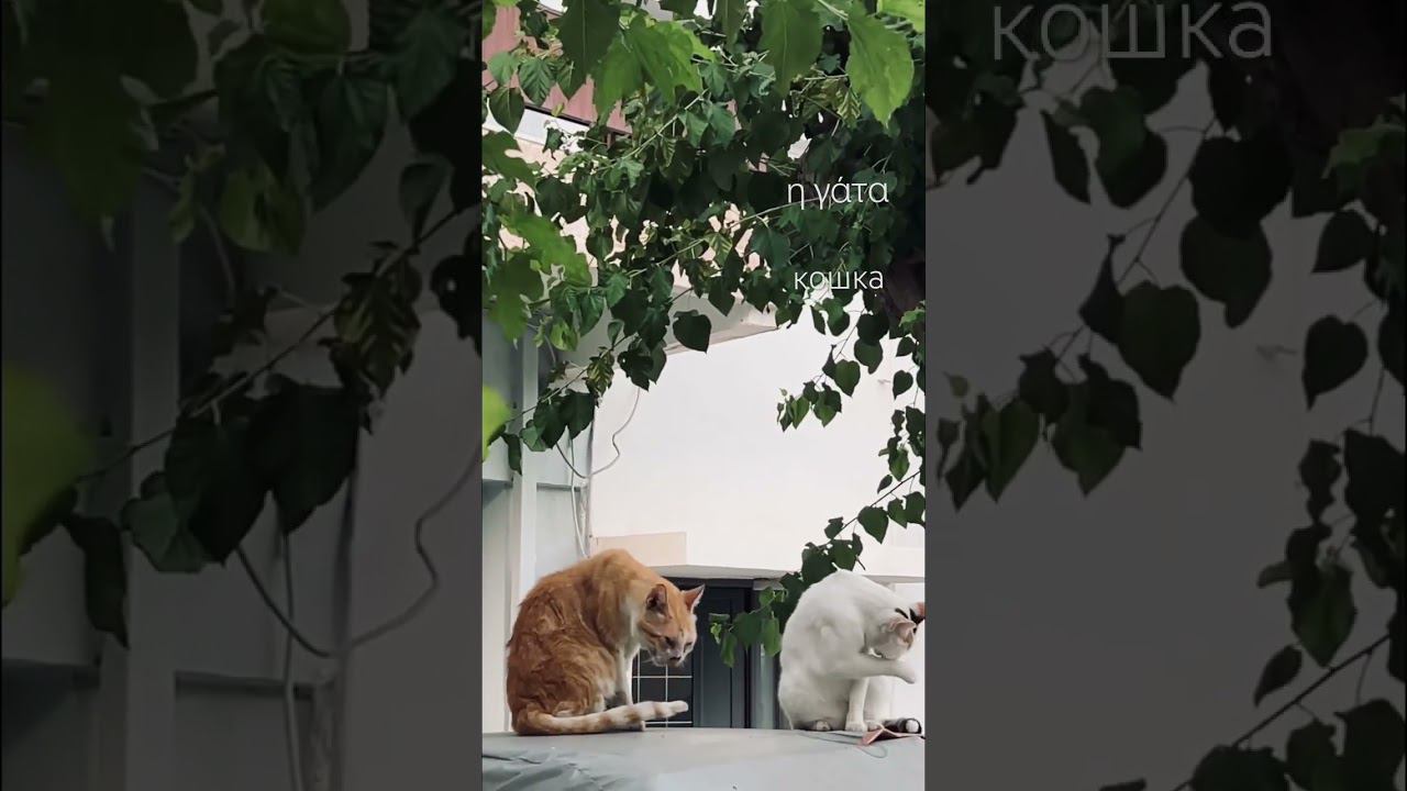 Кошка  на греческом языке #греческийязык #shorts
