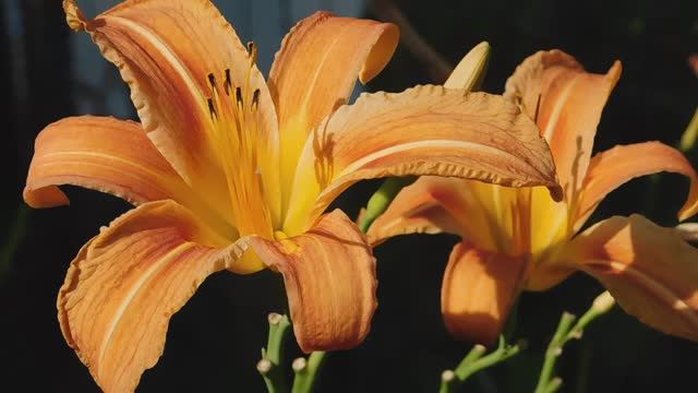 Лилейник (Hemerocallis)