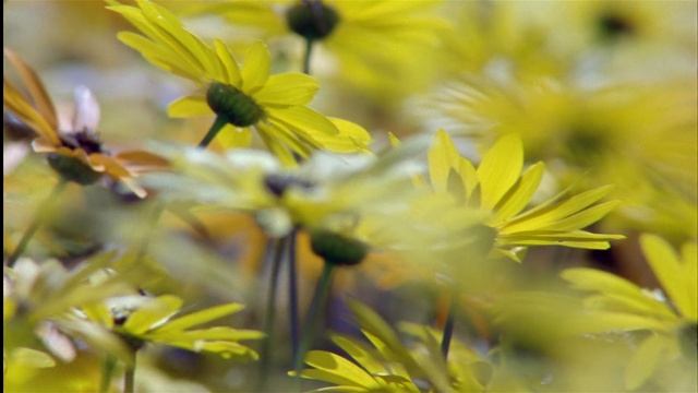 BBC: Планета Земля 7 серия «Великие равнины» (сериал, 2006)