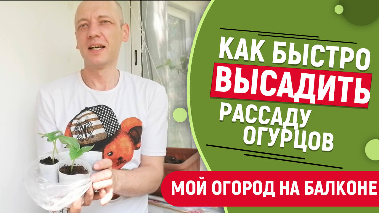 Как быстро посадить рассаду огурцов на балконе