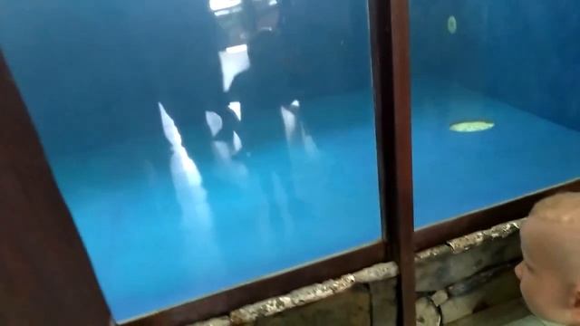 +Сочи, Аквариум на Новой Мацесте