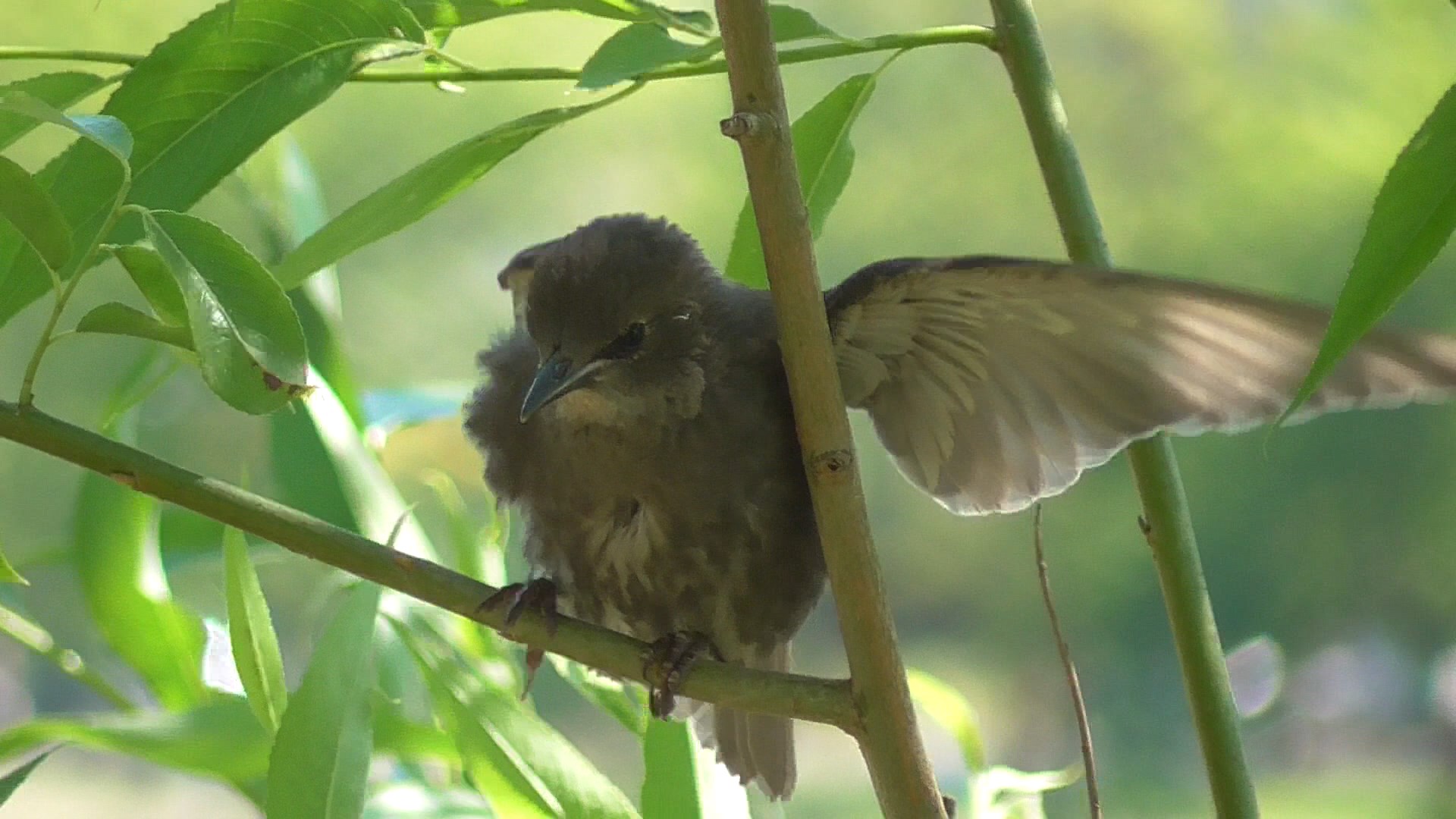 Птенцы скворцов в детском саду
