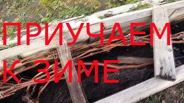 Готовим кусты винограда к зиме.