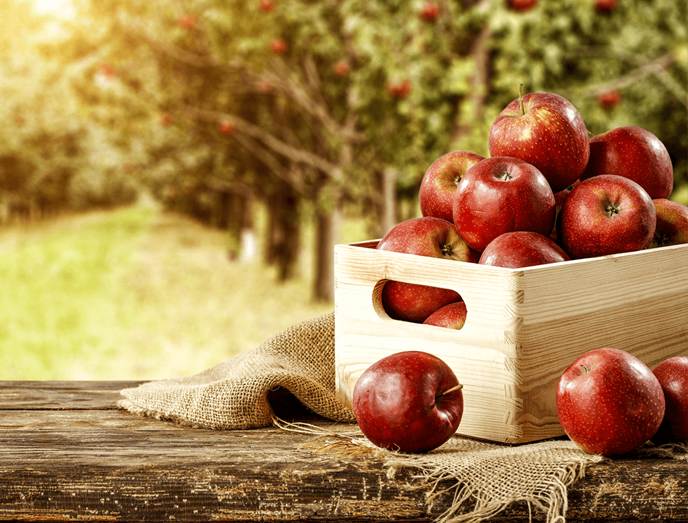 КОРМОРАН® новый инсектицид для защиты сада