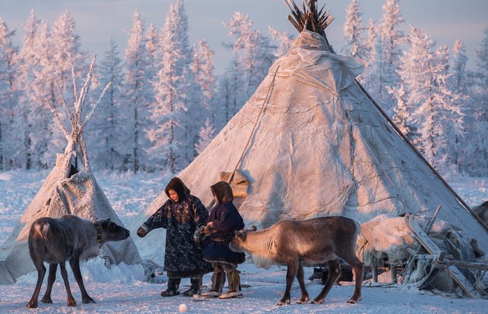 Во сколько обходится чум оленеводов и как много им требуется шкур?