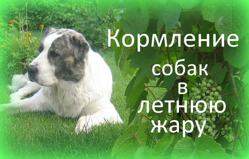 Ужин собак - молоко хлеб