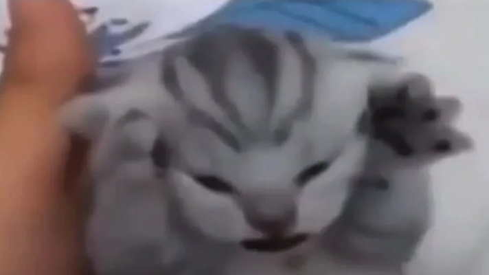 Кот орëт. пародия