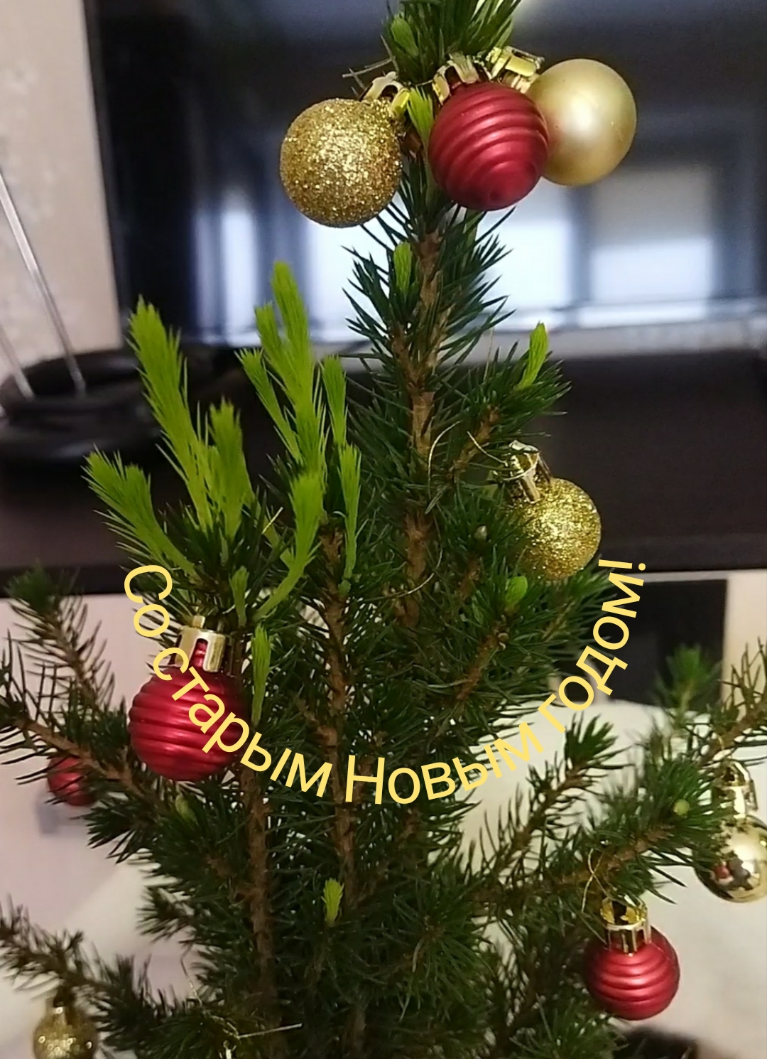 Турецкая кошечка. Со старым Новым годом!