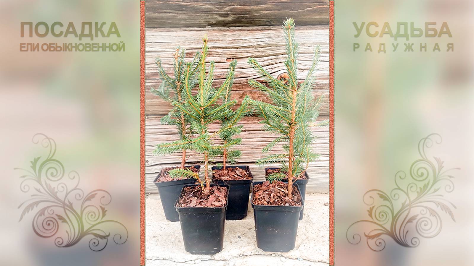 Посадка елей