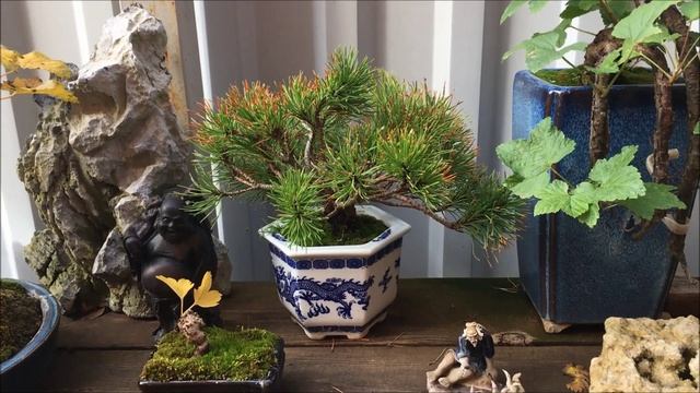 Бонсай Краски осени 2019 год Colors of autumn 2019