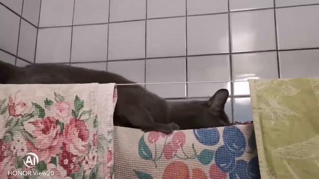 Соня канатоходец