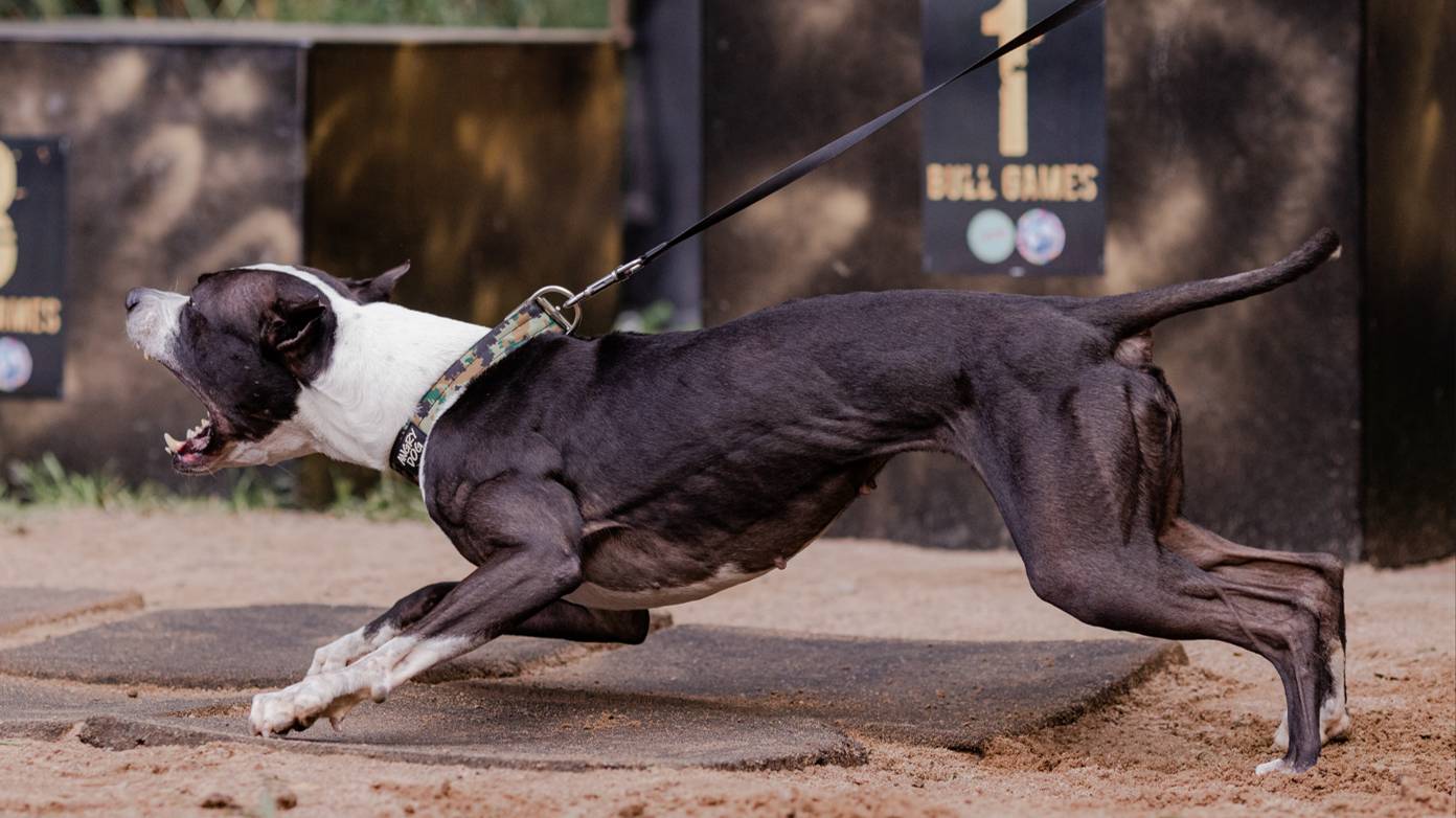 Питбуль Джесс на соревнованиях по пит-стафф многоборью Bull Games. Спорт для собак