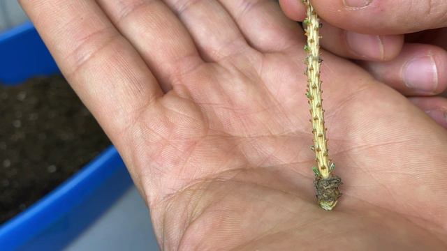 Черенкование голубой ели 2 сезон