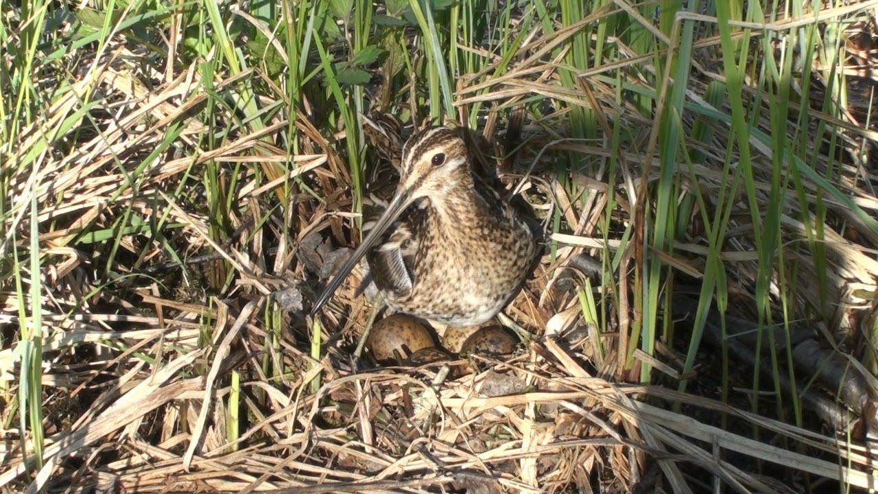 Бекас на гнезде - 001