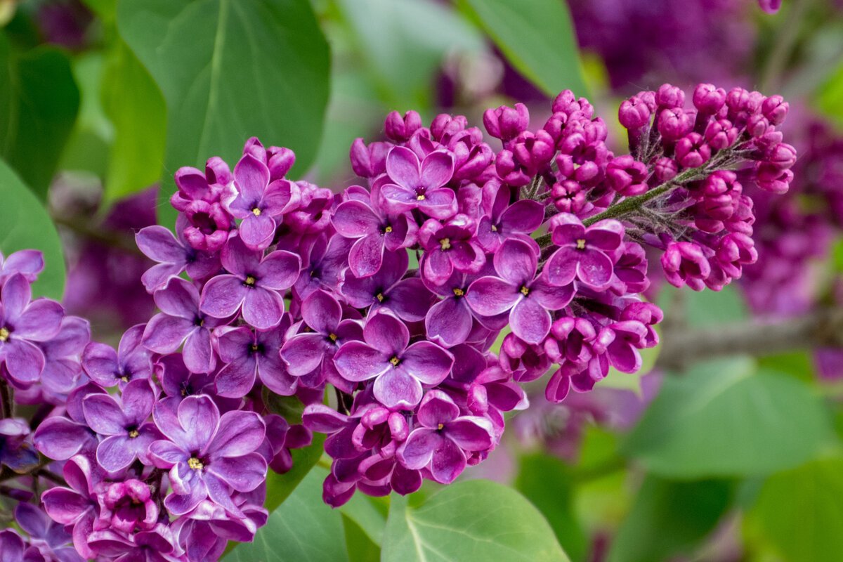 Цветок имени Софья - сирень.mp4