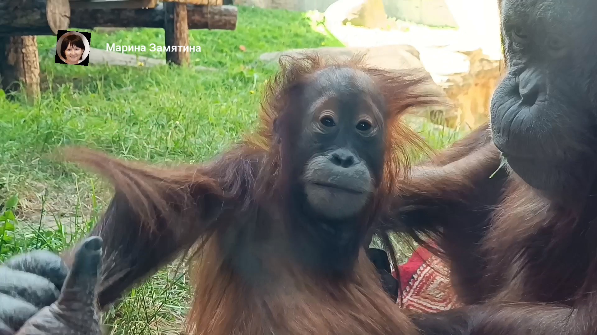 Суматранские орангутаны бабушка Чапи, дочка Чава, внучка Алиса.