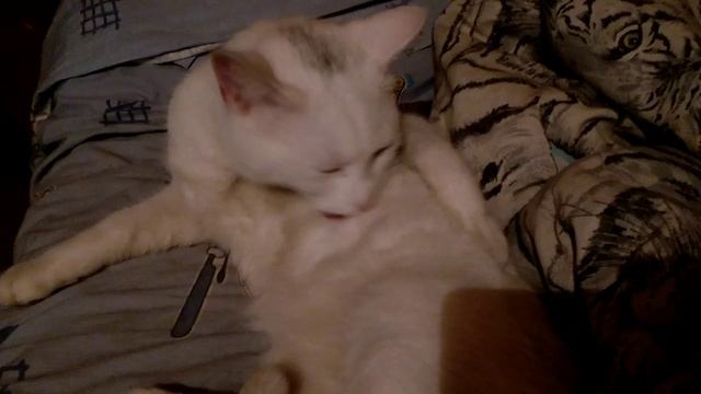 Кот наводит марафет