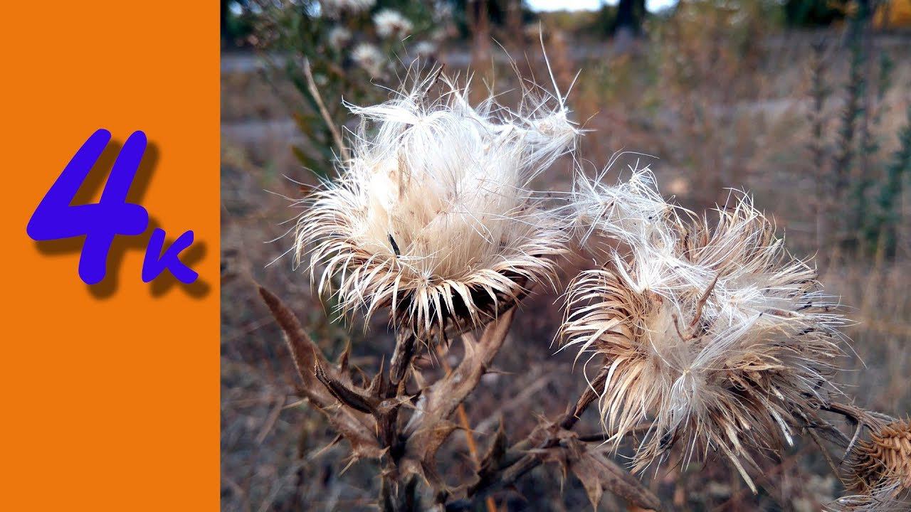 По улицам  города.