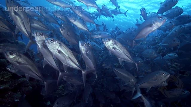 Undersea Realm in 4K  underwater nature video stock footage demo reel UltraHD UHD