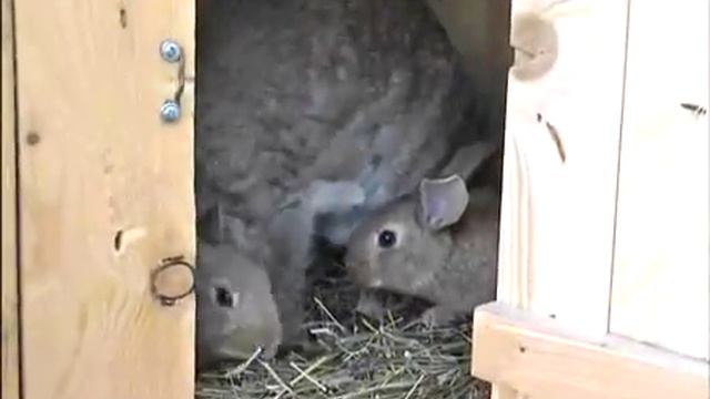 Володина живность