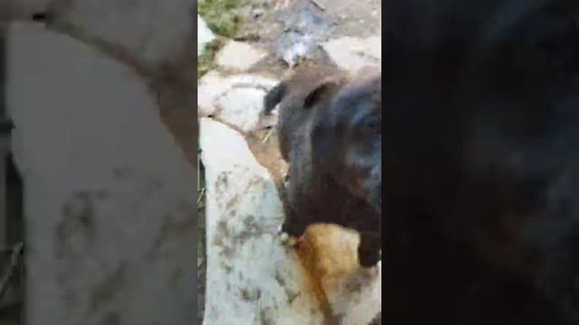 Бобик на прогулке