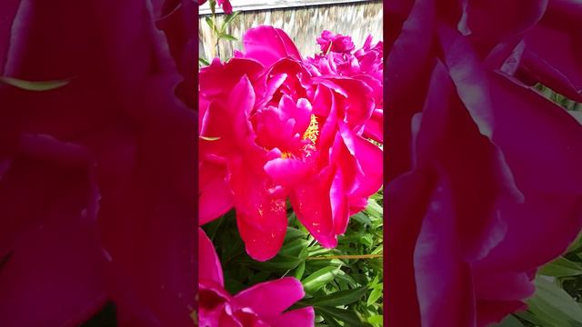 Цветение пиона