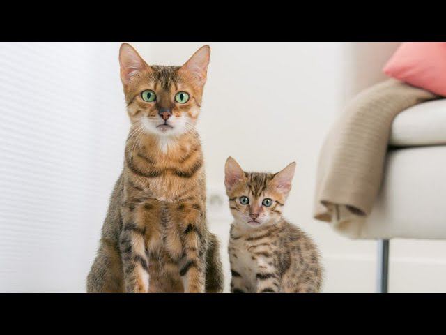 Возраст животных. Смотреть всем!