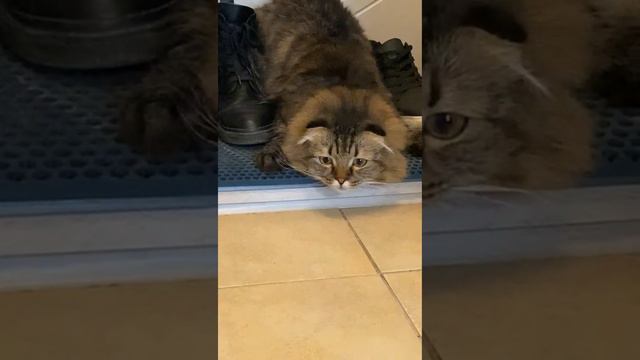 Говорящий кот 🐱 #shorts #кот