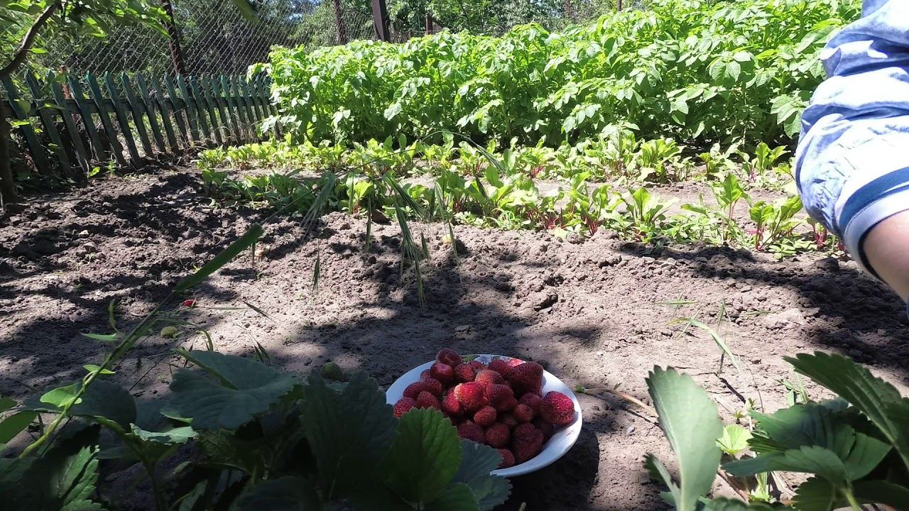 Приморка 2 июня 2018 года