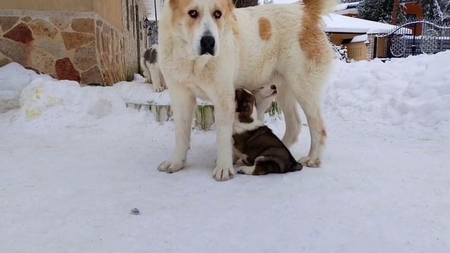 Сколько должен весить щенок САО в месяц. На что обратить внимание при выборе малыша.