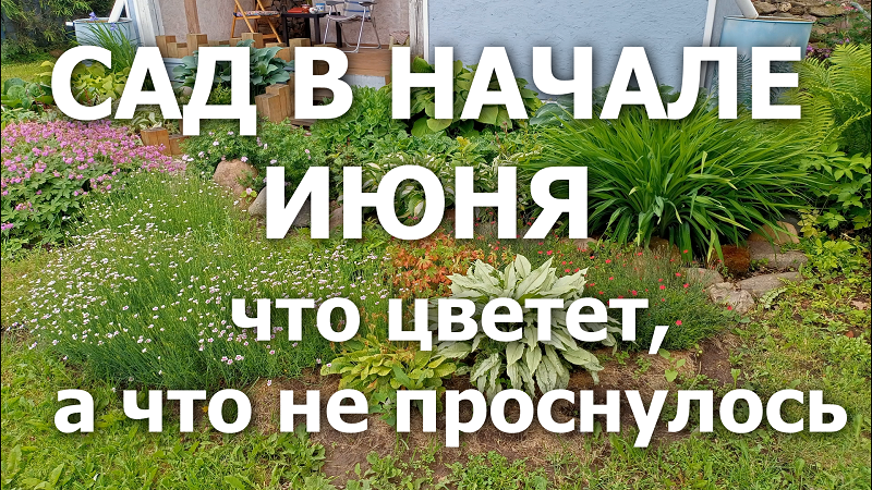 Сад в начале июня 2024_что цветет