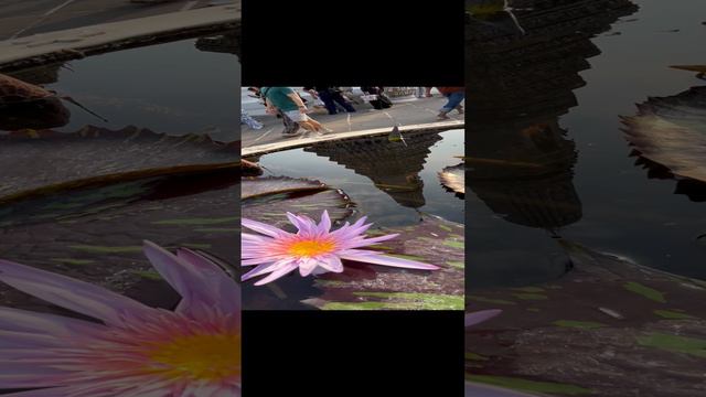 Храм утренней зари. #shorts