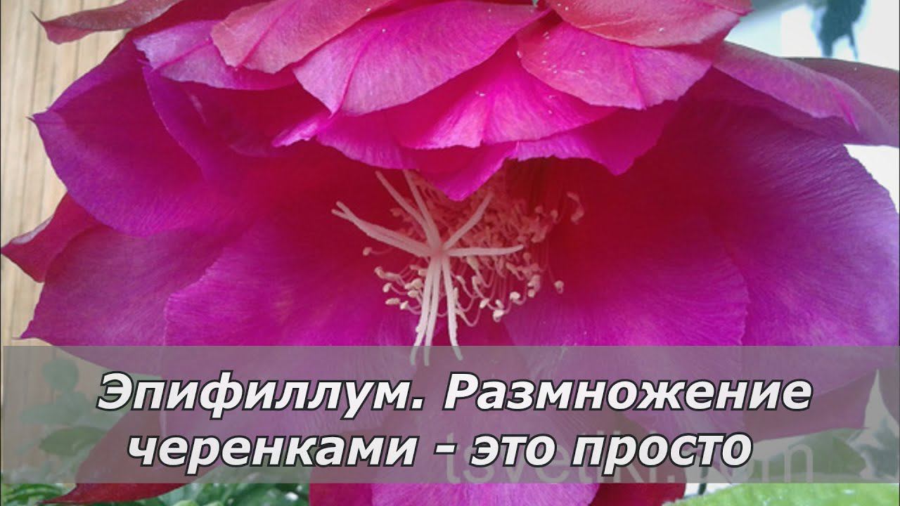 Эпифиллум. Размножение - это просто.