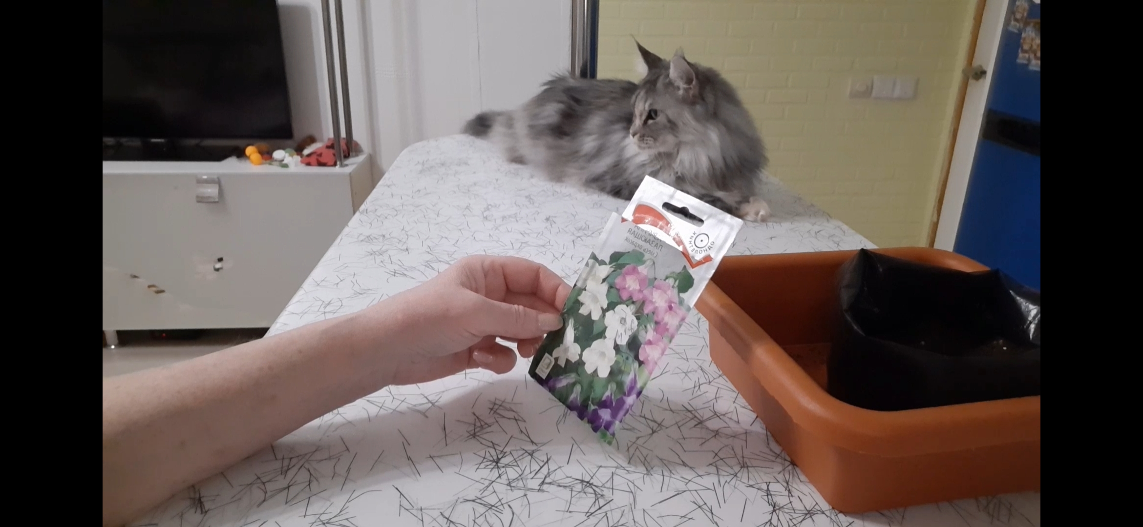 Лиана для Вашего сада. Посев семенами. Азарина.