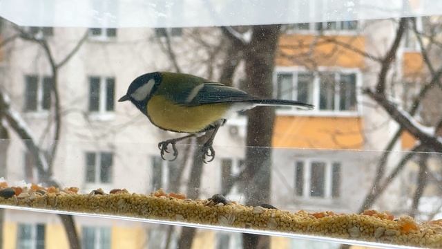 Замедленная съемка синицы в кормушке из оргстекла за окном - февраль в Москве