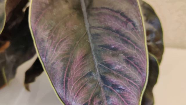 Цветы Вместе - Алоказия Азлани Alocasia Azlani размер 14/35