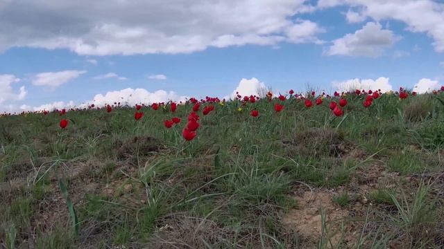 Цветение тюльпанов в 4к 60fps. Степные дикие тюльпаны Калмыкии. Весенние первоцветы. Футажи цветов.