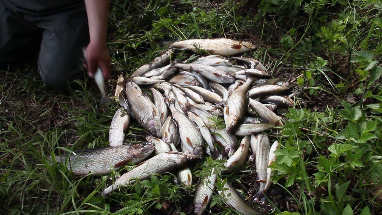 рыбалка на реке Емца. июнь 2017