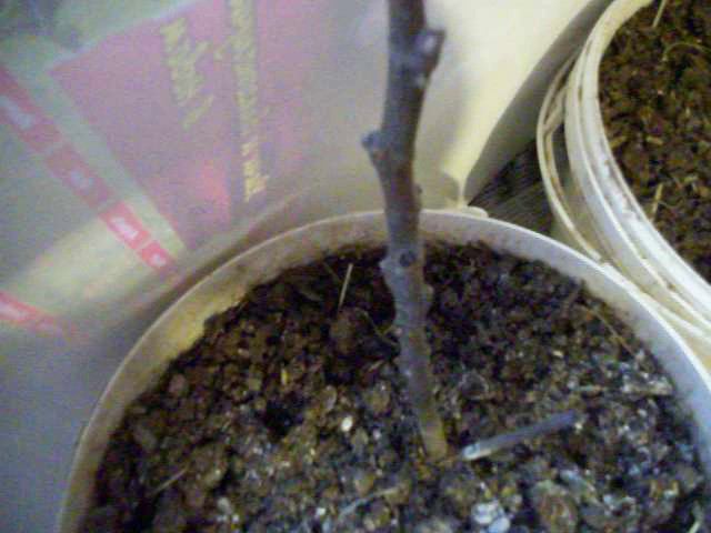 Выводим ИНЖИР из зимней спячки. ПОРА